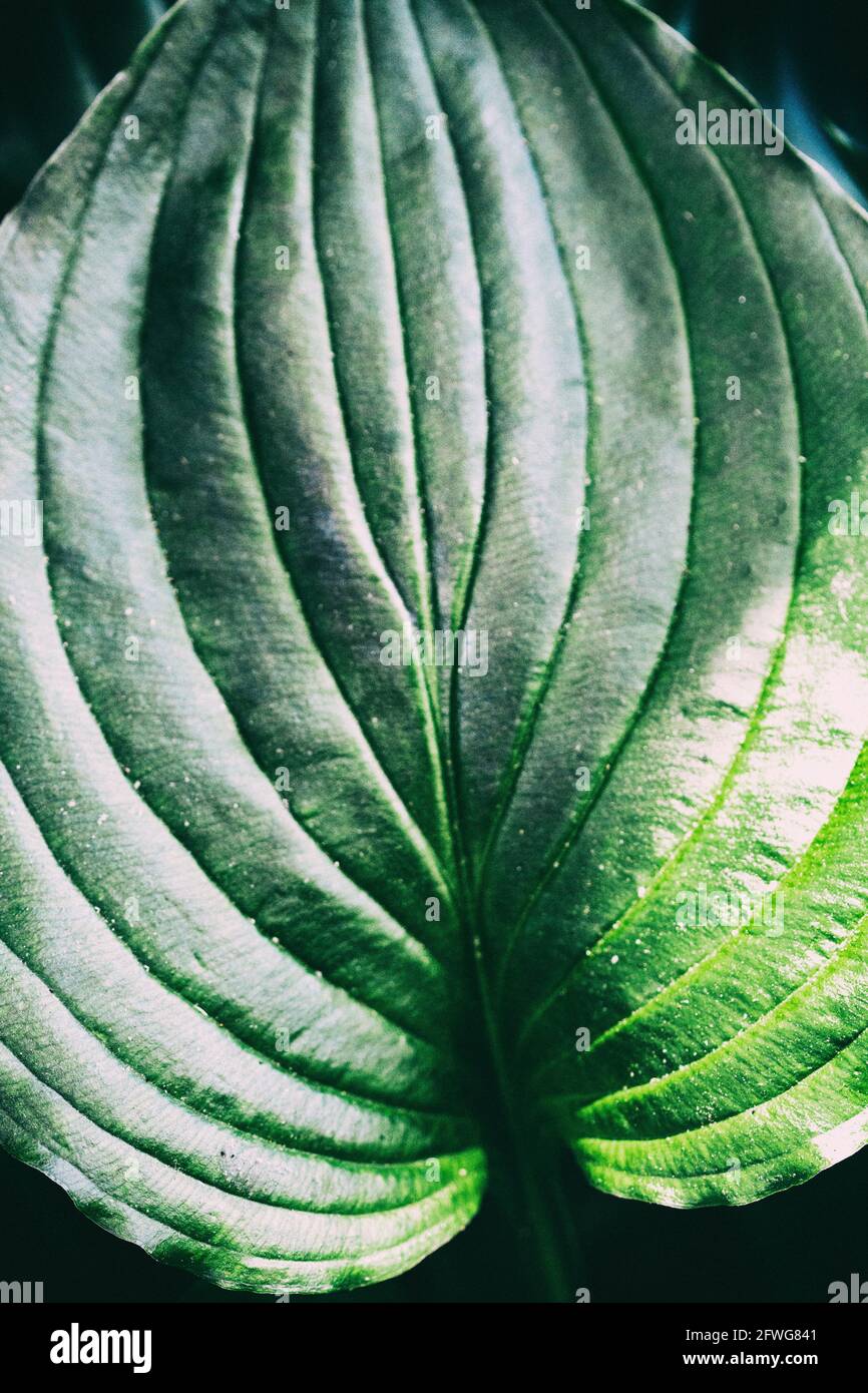 Curvilinear patterns hi-res stock photography and images - Alamy