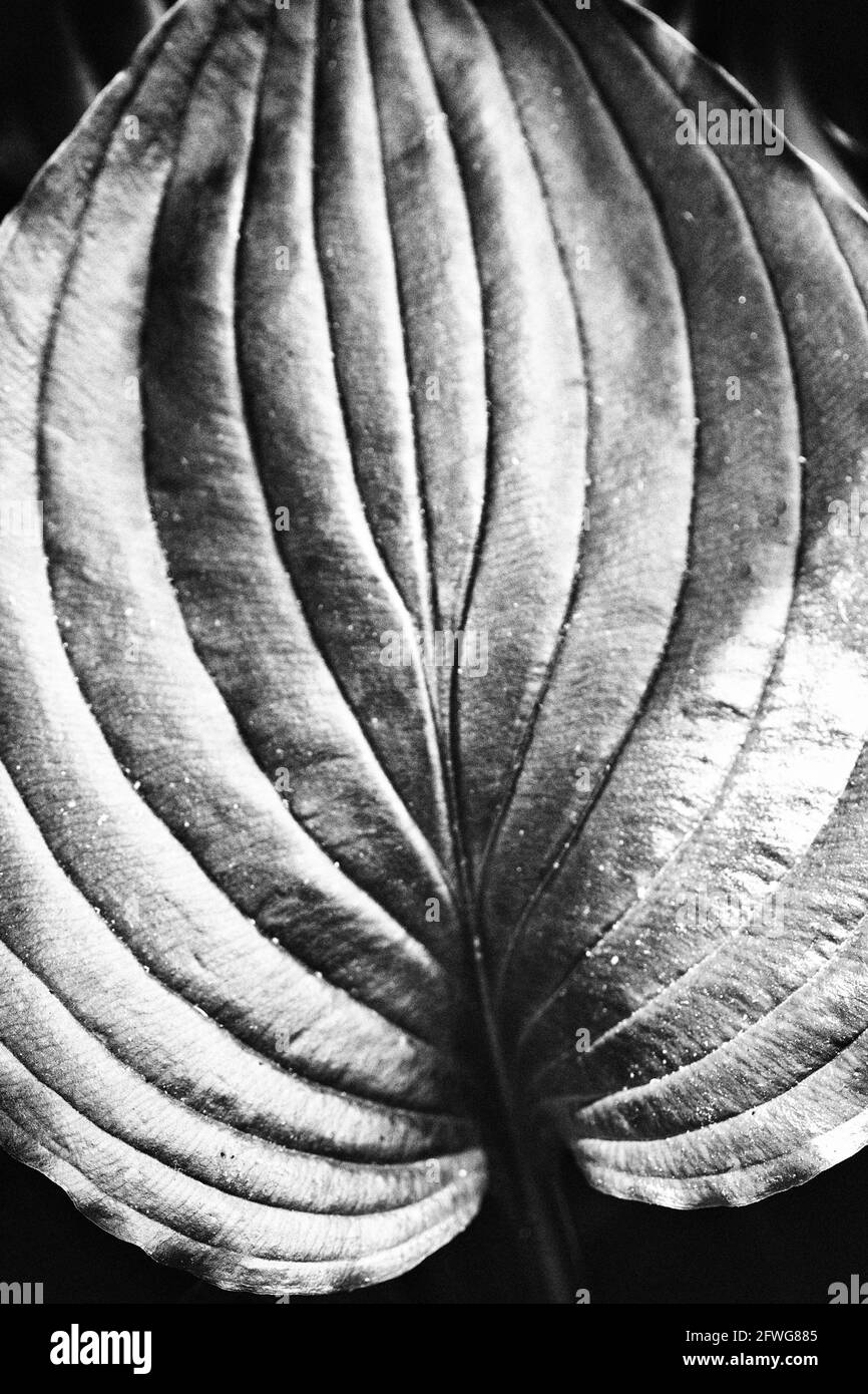 A macro shot of a Hosta plant leaf reveals its curvilinear lines Stock ...