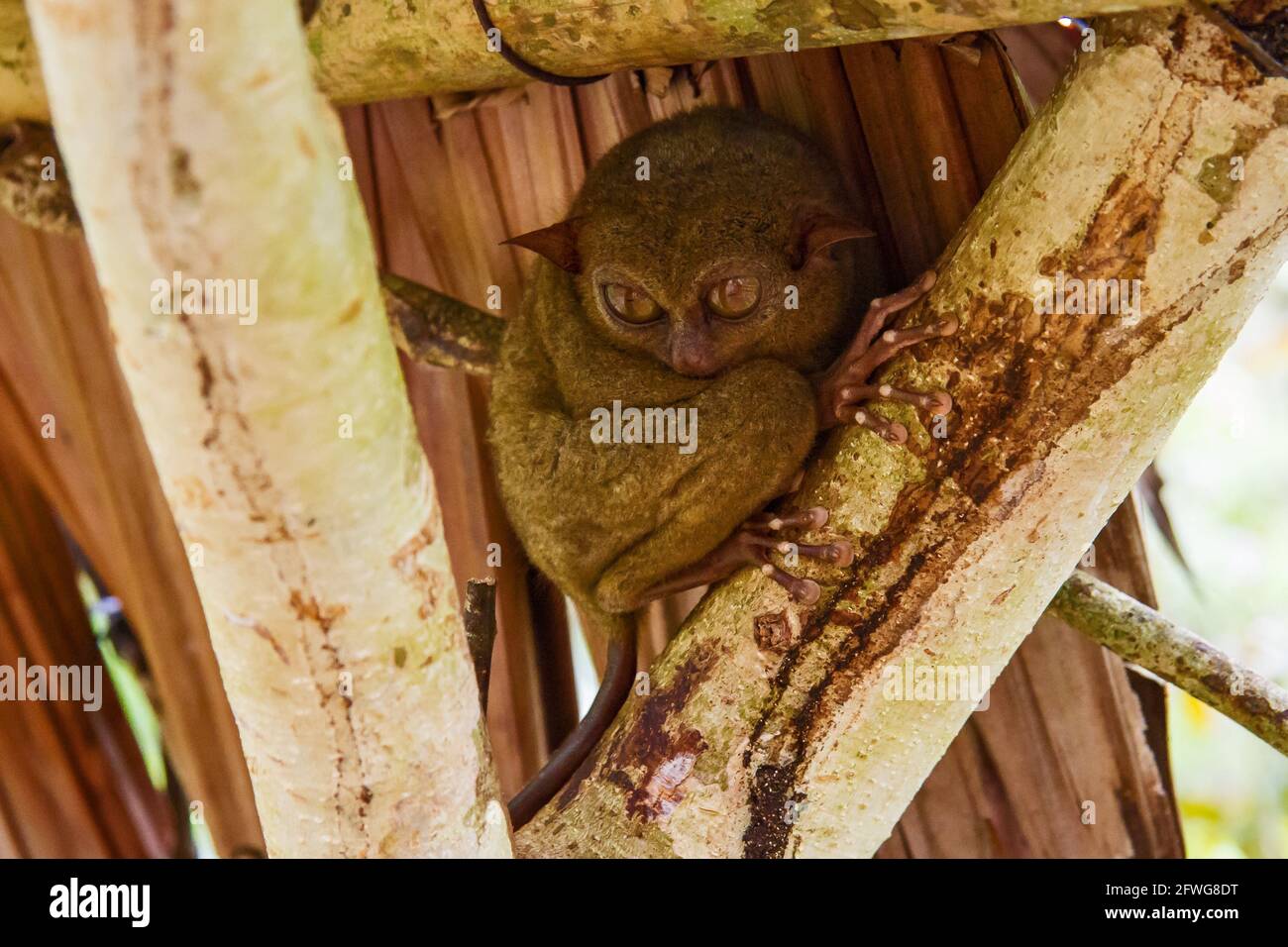 Bohol adventure hi-res stock photography and images - Alamy
