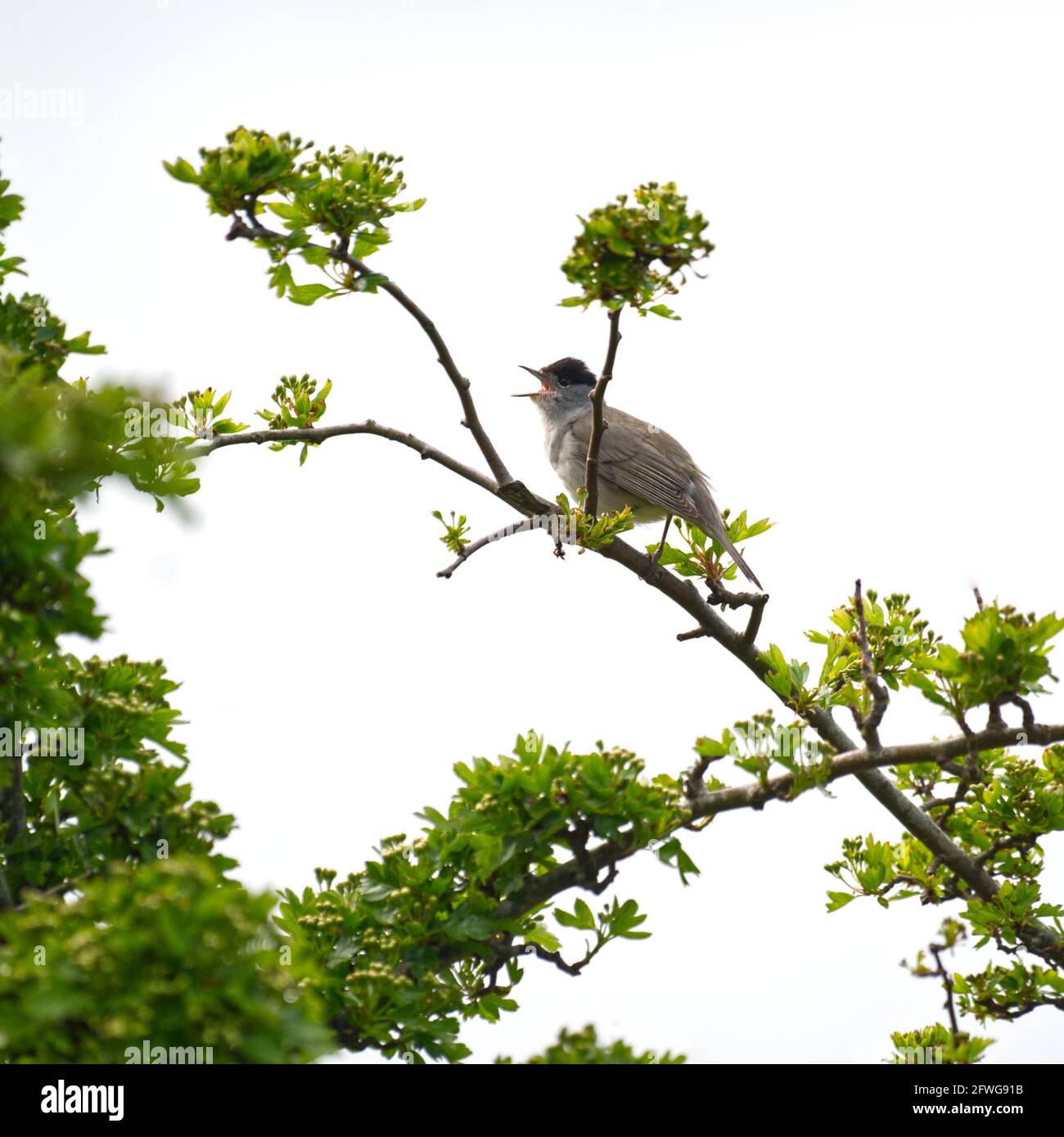 Singing Blackcap High Resolution Stock Photography and Images - Alamy