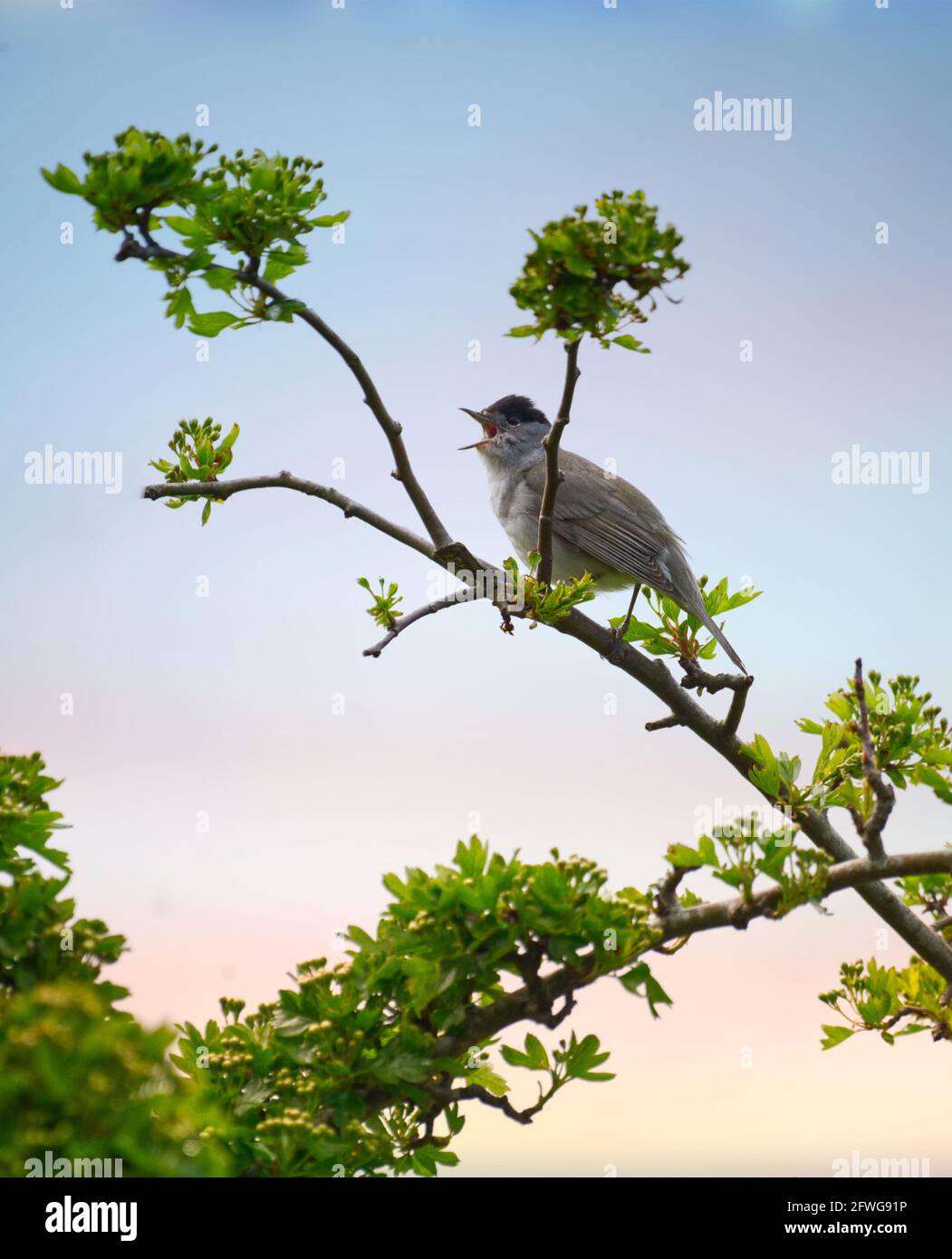 Grey olive feathers hi-res stock photography and images - Alamy