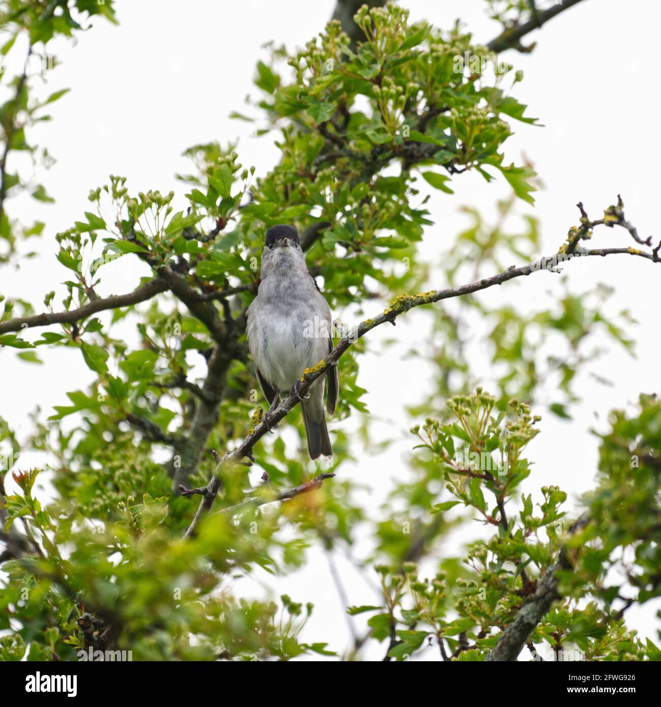 Singing blackcap hi-res stock photography and images - Alamy