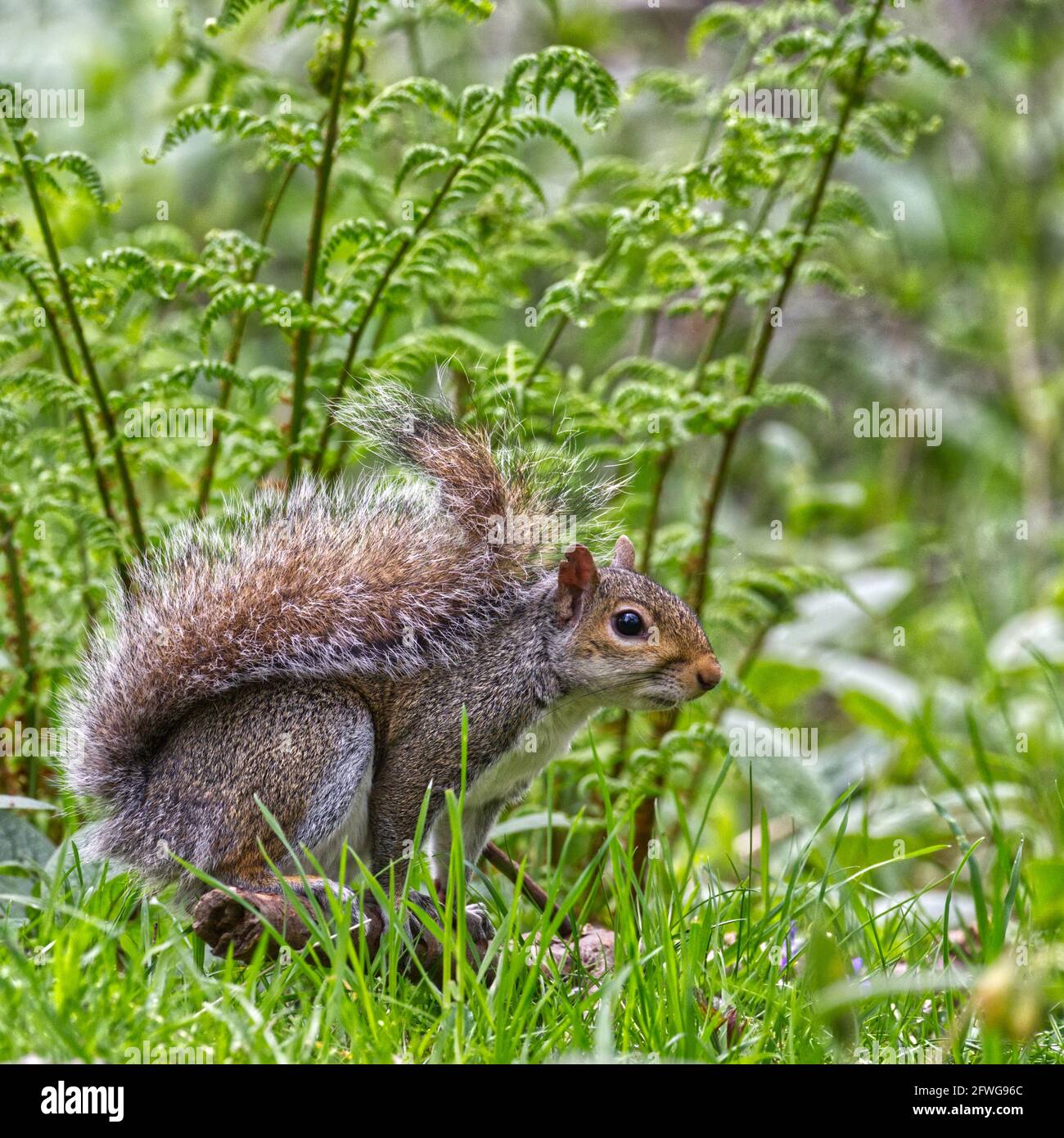 Eastern Grey Squirrel Stock Photo - Alamy