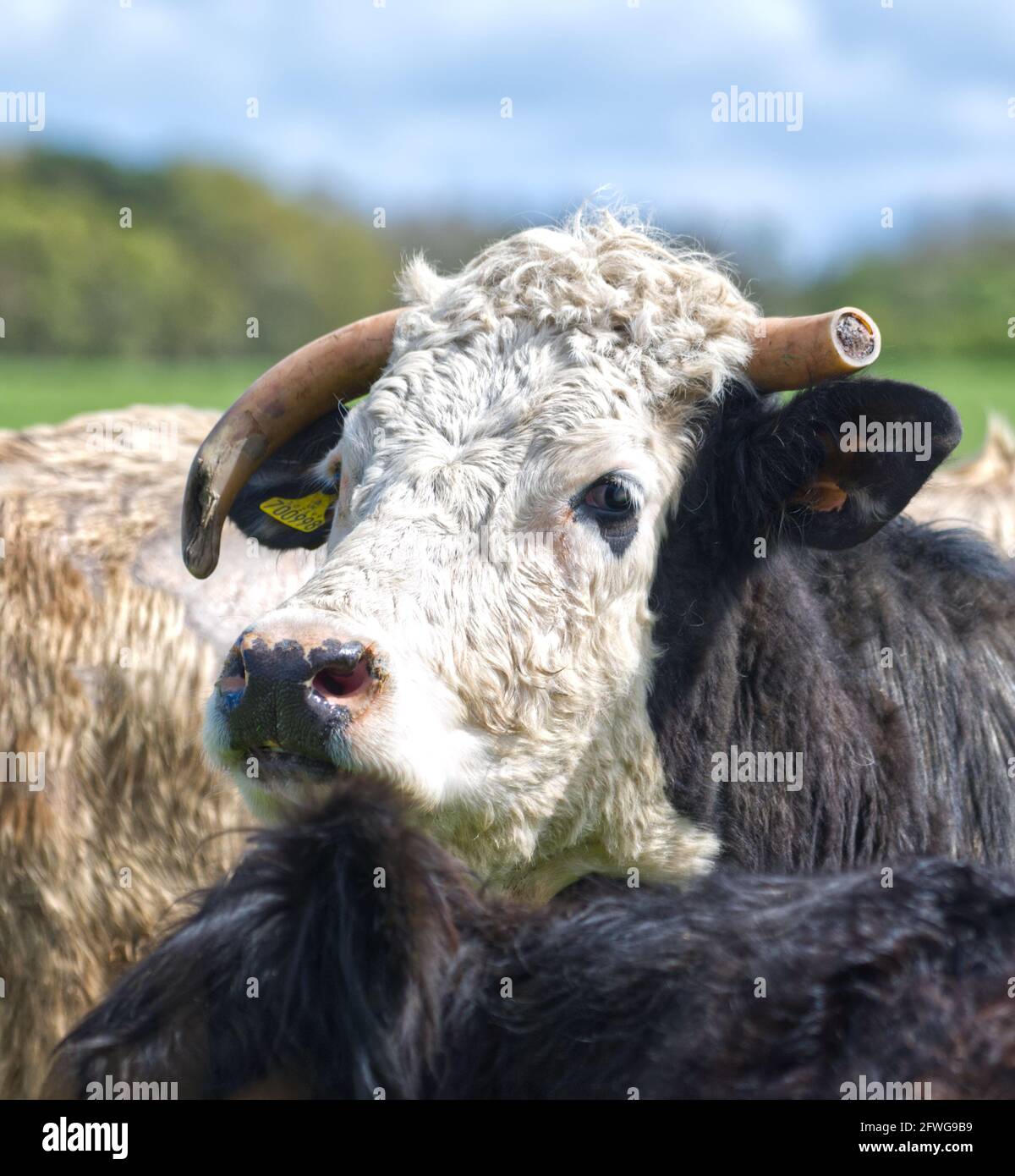 Sawed horn hi-res stock photography and images - Alamy