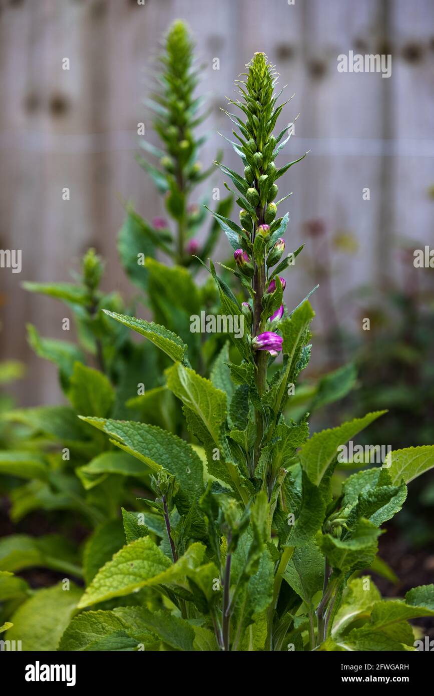Digitalis purpurea ‘Dalmation Purple’ Stock Photo - Alamy