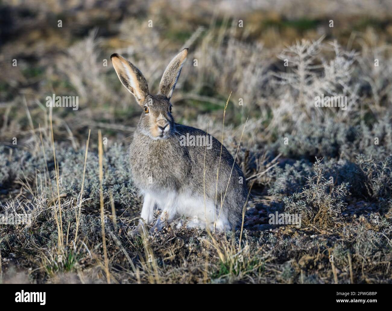 A Black-tailed Jackrabbit (Lepus californicus) in the desert. Colorado ...