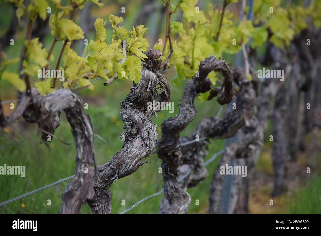 Old grapevines hi-res stock photography and images - Alamy