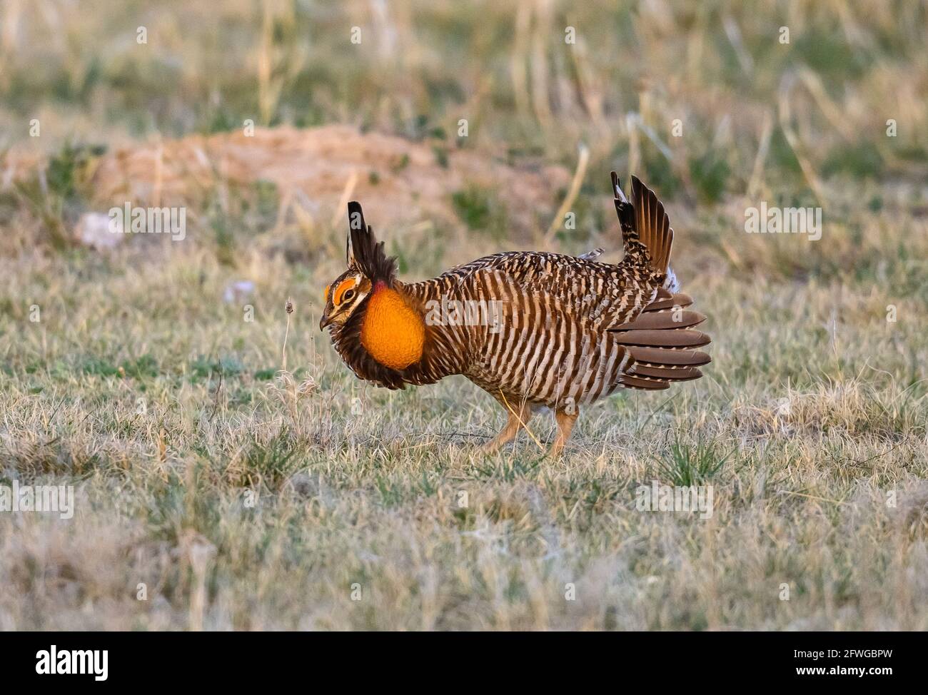 Male chicken hi-res stock photography and images - Alamy