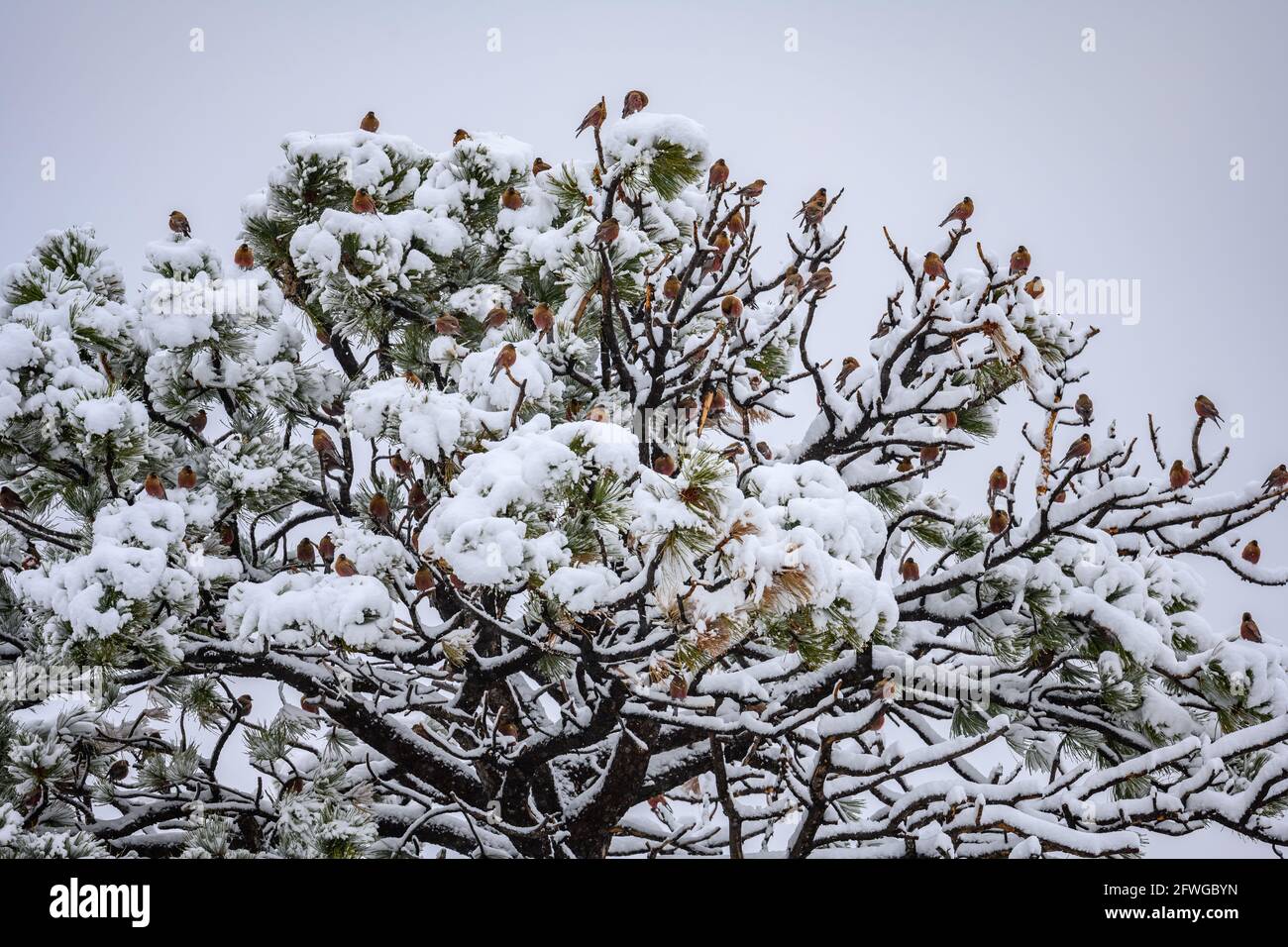 Finches hi-res stock photography and images - Alamy