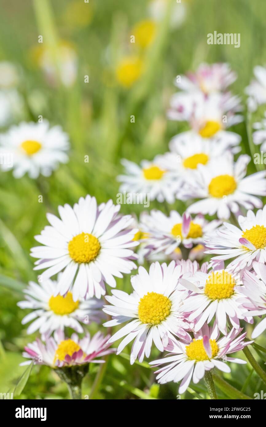 Background of group of daisy flower. Vertically Stock Photo - Alamy