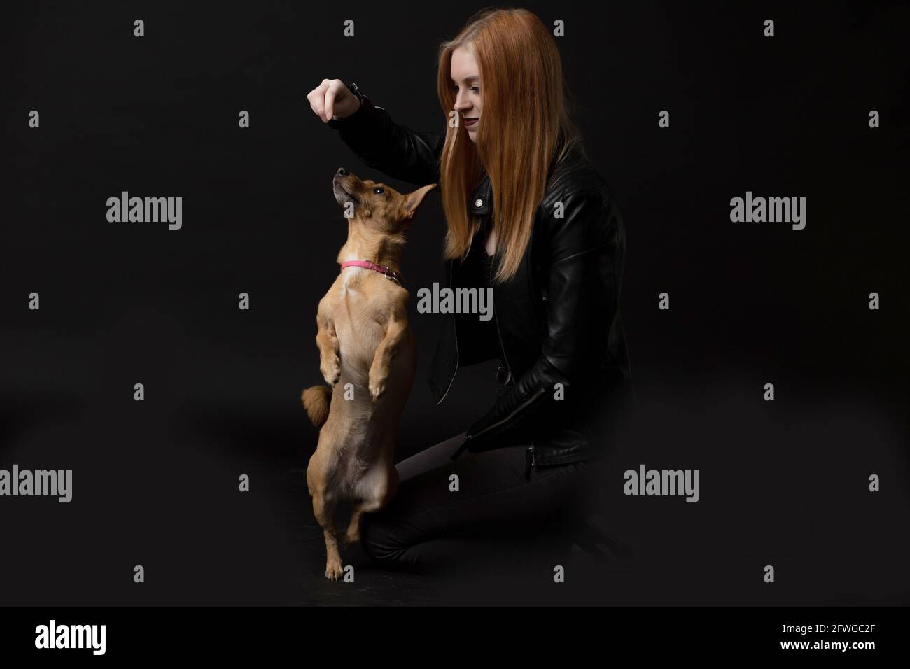 Studio portrait of young woman playing with her brown dog. The dog is ...