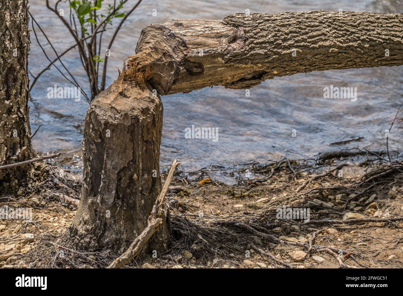 Beaver damage on a tree hi-res stock photography and images - Alamy