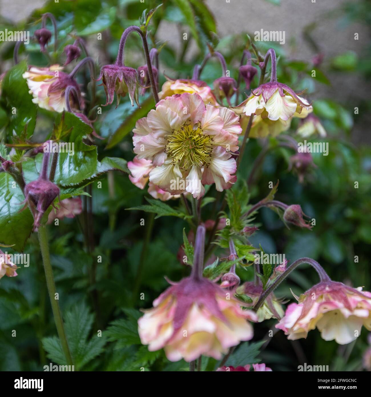 Geum 'Pretticoats Peach' Stock Photo - Alamy