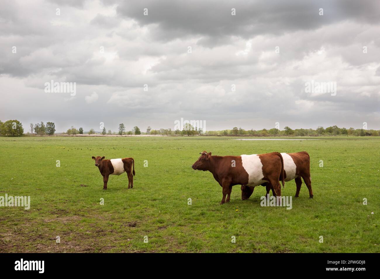 Dutch Belted Cattle