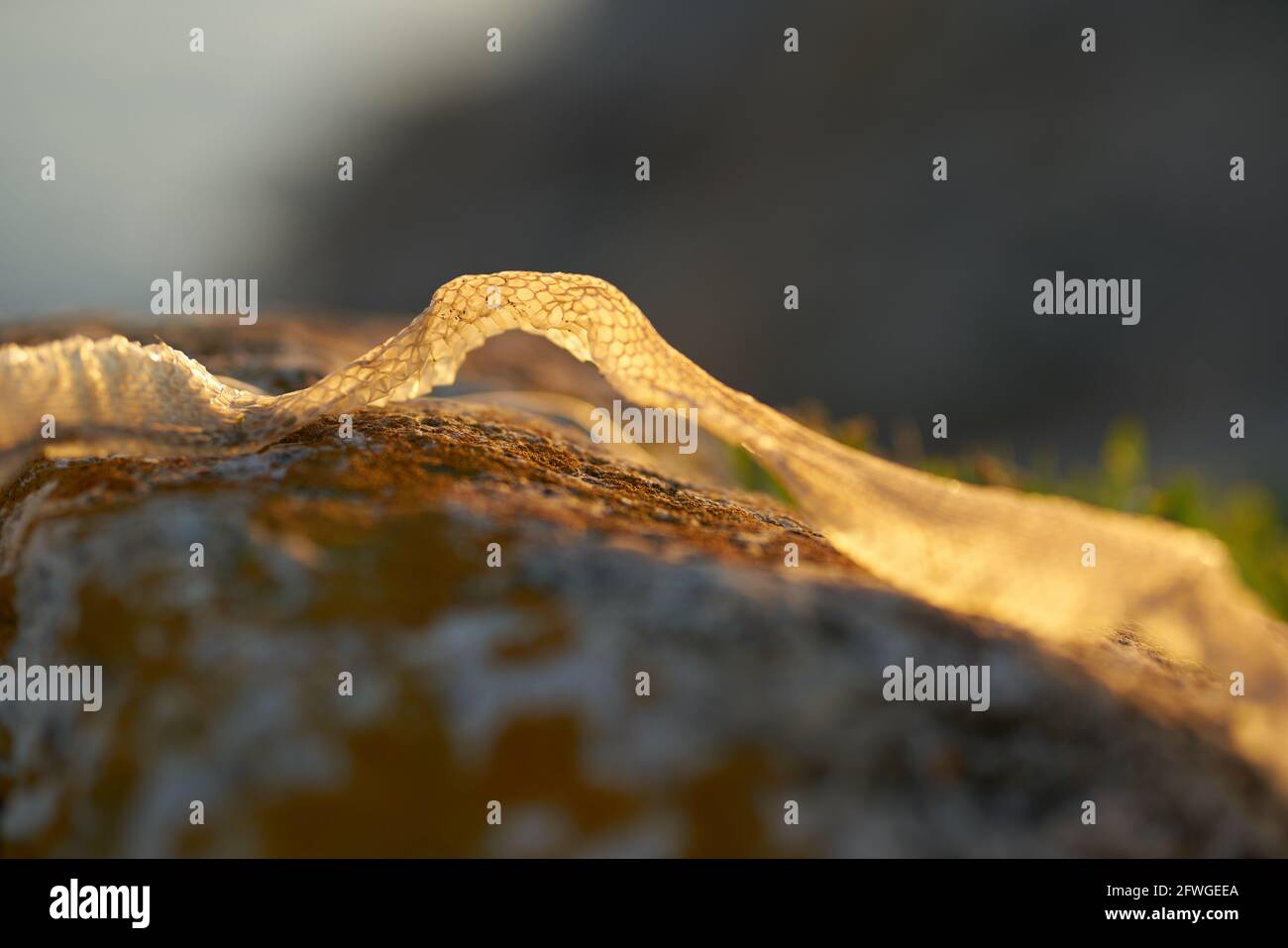 peeling skin of a snake on the sand in the mountains in nature Stock ...
