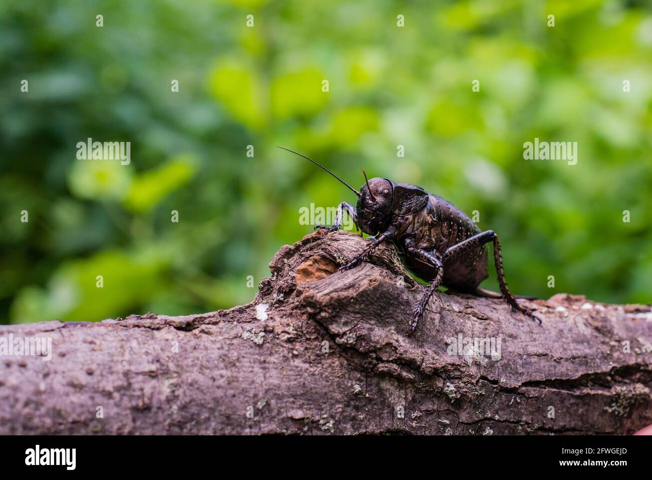 Big-bellied cricket (Bradiphorus Dasiphus Stock Photo - Alamy