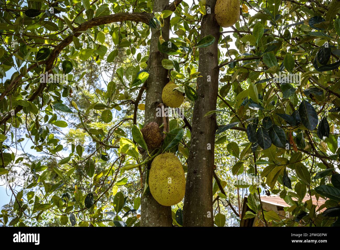 Corn plant fruits hi-res stock photography and images - Alamy