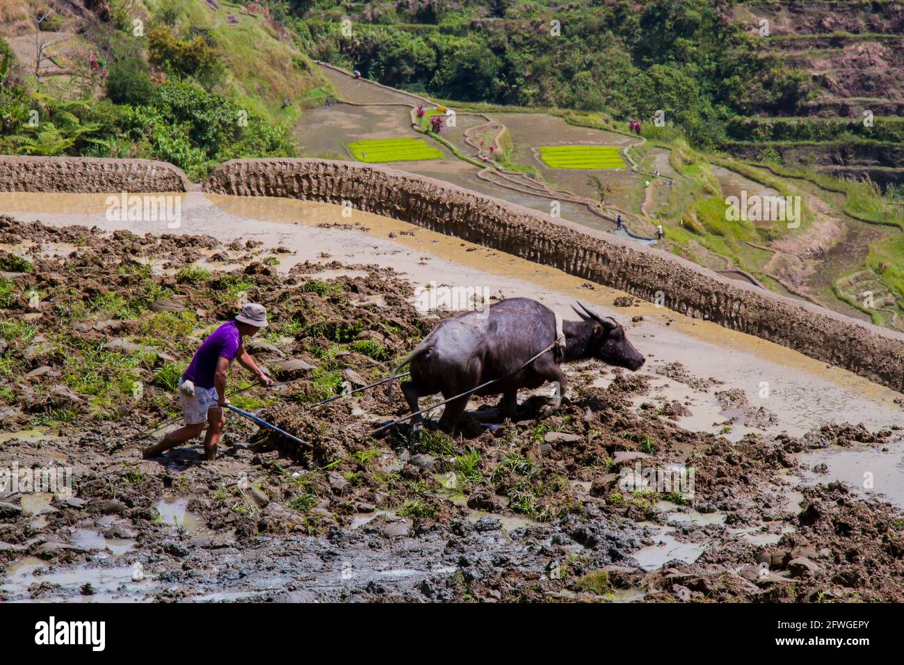 Philippines Rice Terraces Stock Photo - Alamy