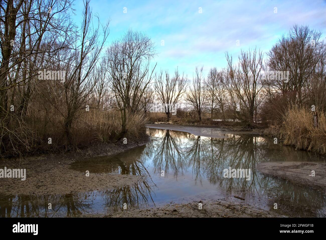 Pond in a marsh of a park in the italian countryside in winter Stock ...