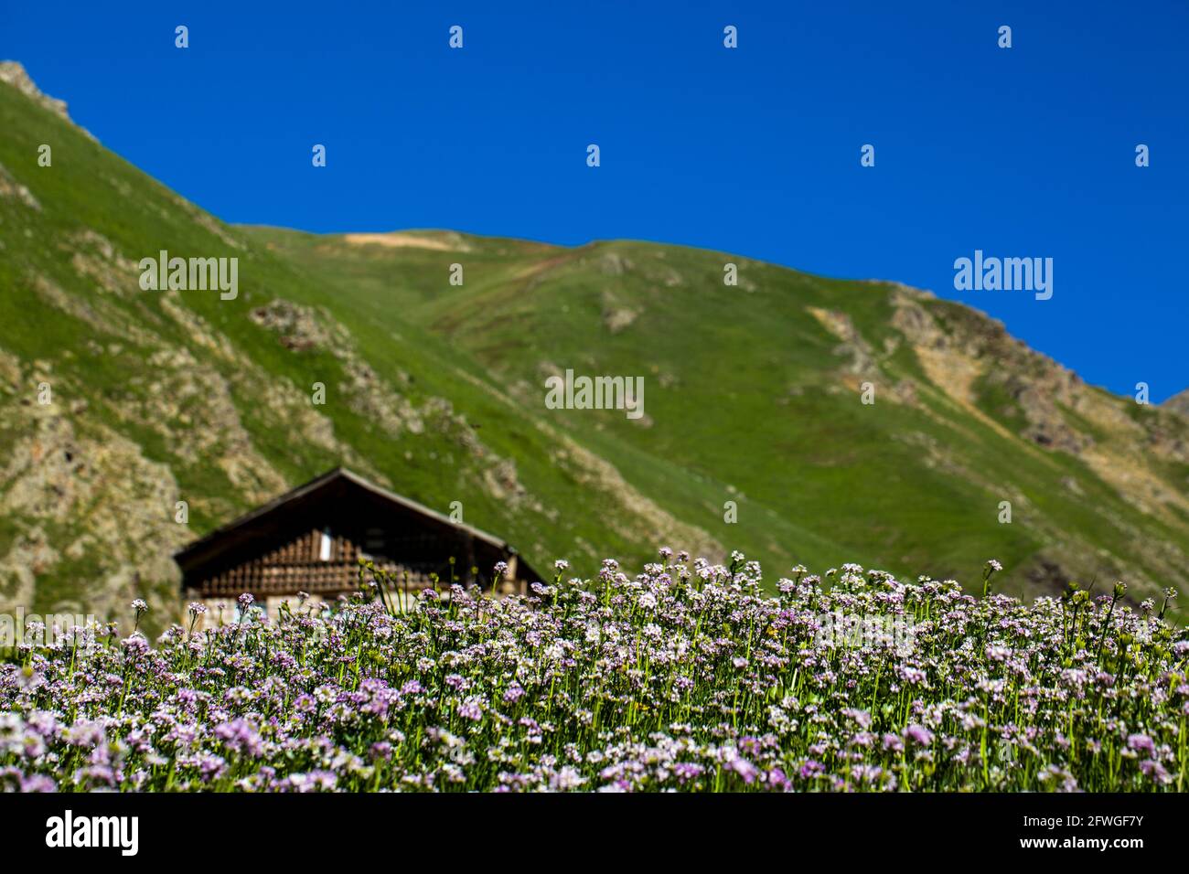 An image of houses positioned on mountains where nature gushes from the ...