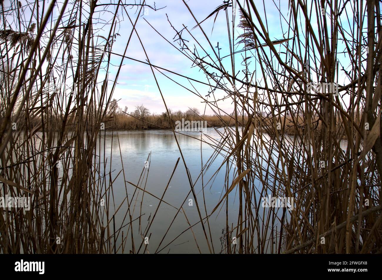 Pond in a marsh of a park in the italian countryside in winter Stock ...