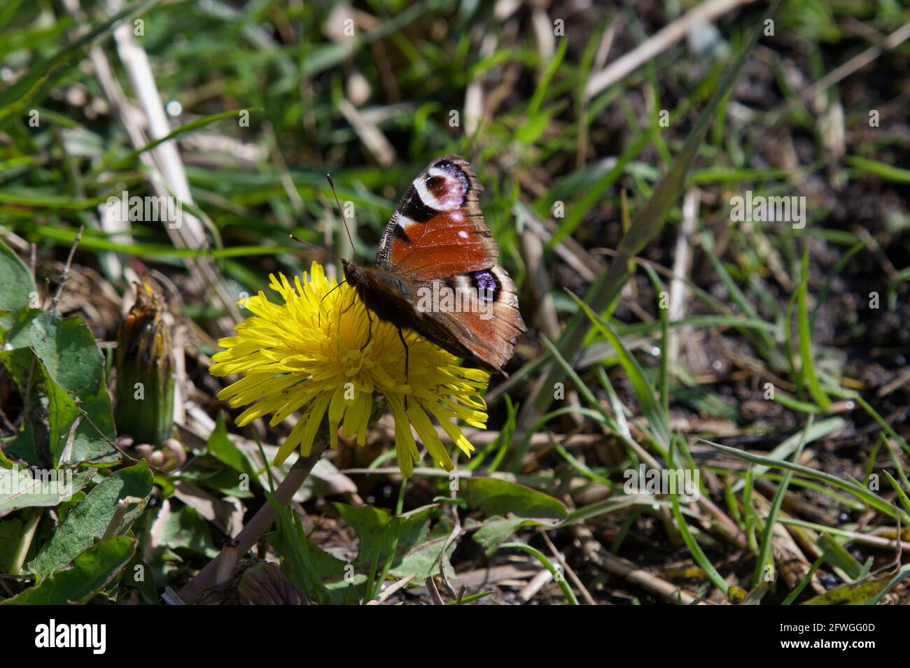 Inches butterfly hi-res stock photography and images - Alamy