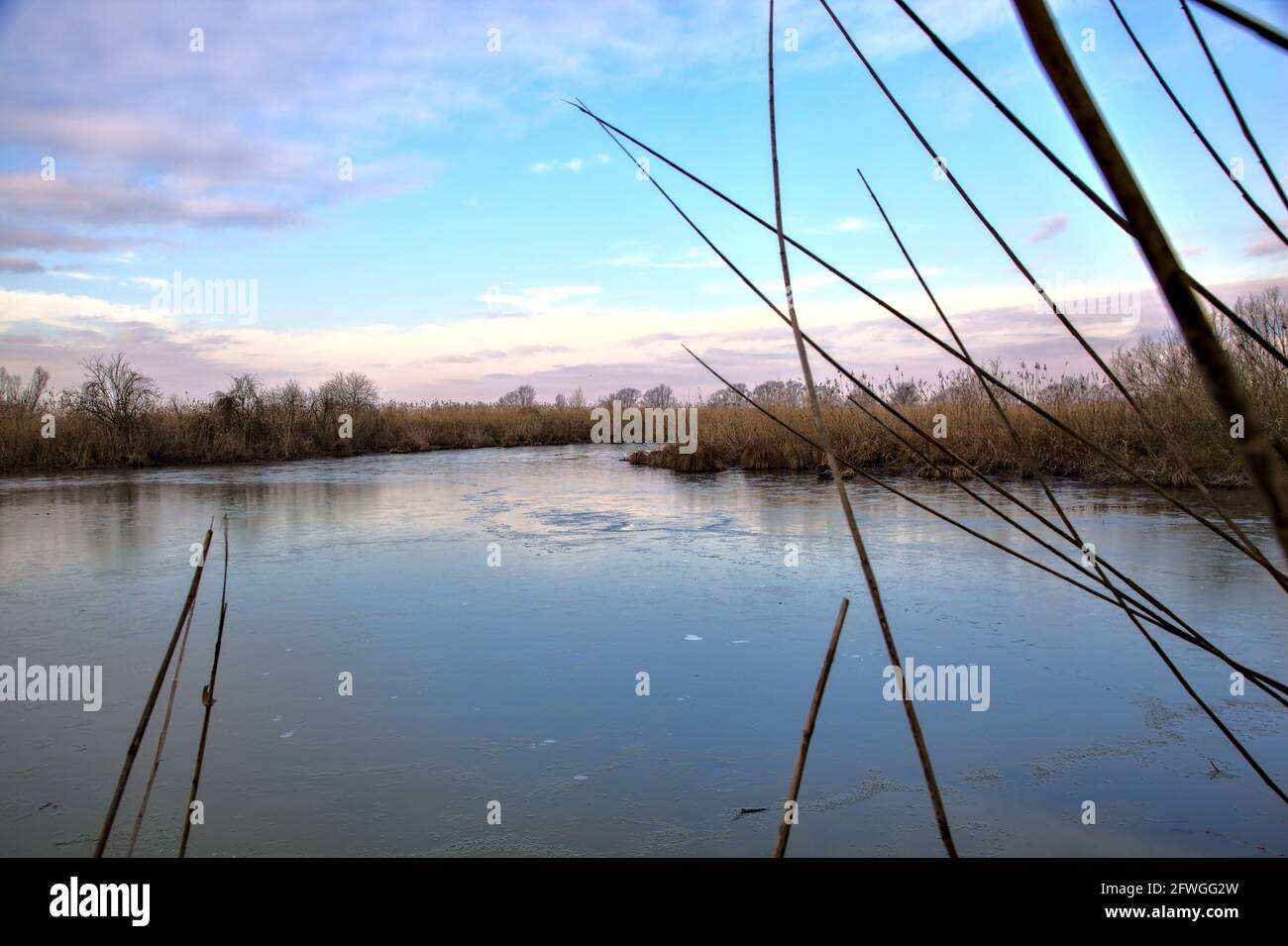 Pond in a marsh of a park in the italian countryside in winter Stock ...