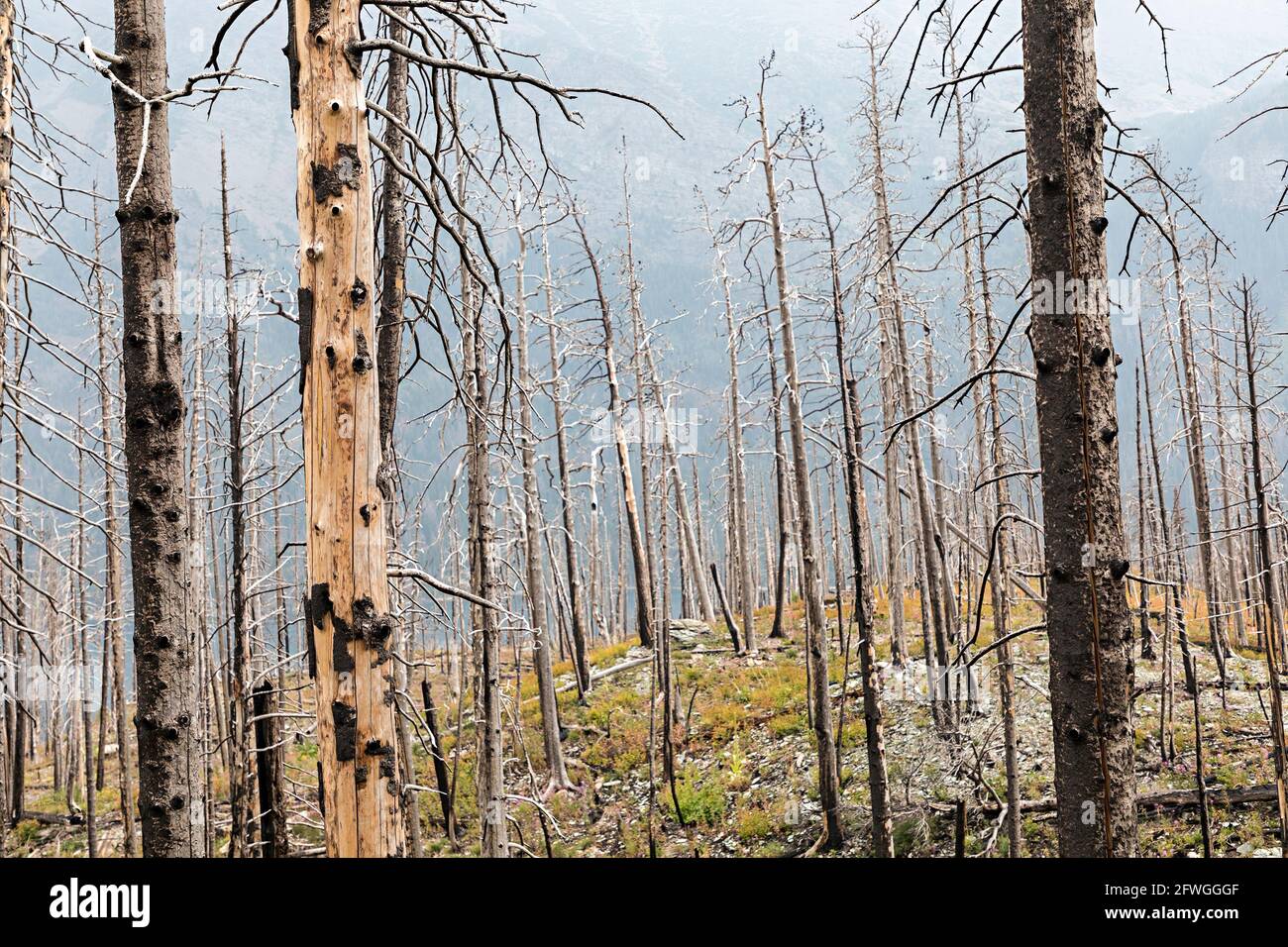 Area of old burn forest, Glacier National Park, Montana, USA Stock ...