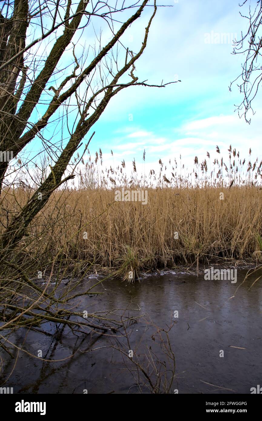 Pond in a marsh of a park in the italian countryside in winter Stock ...