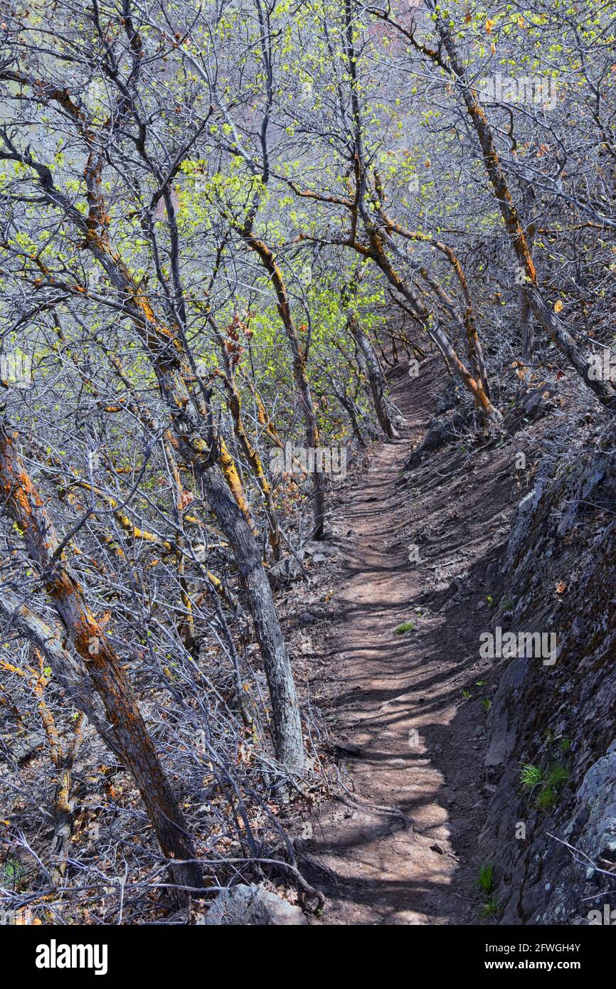 Grandeur Peak hiking trail loop views spring back around Bonneville ...