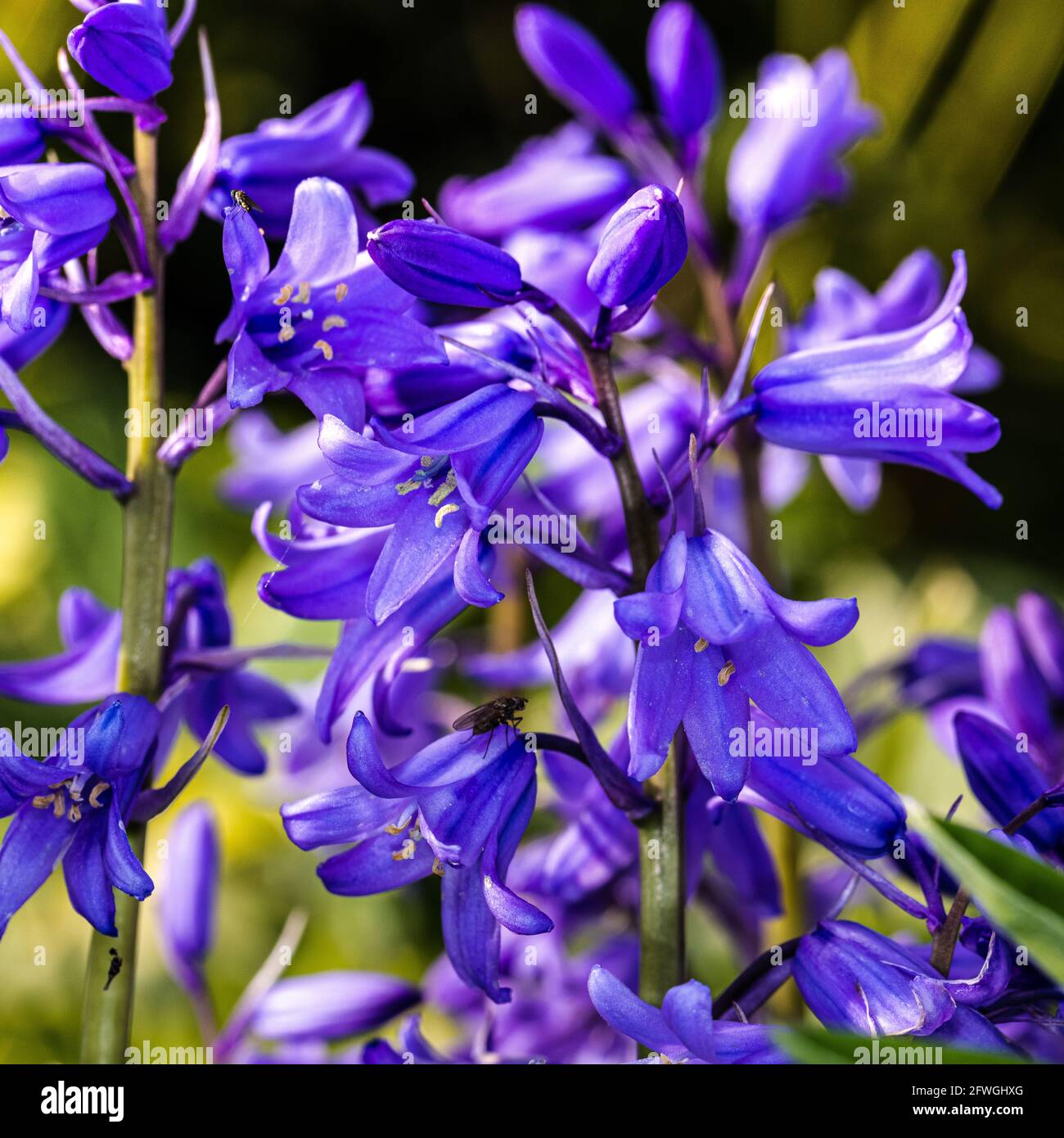 Bluebell Hyacinthoides non-scripta Stock Photo - Alamy