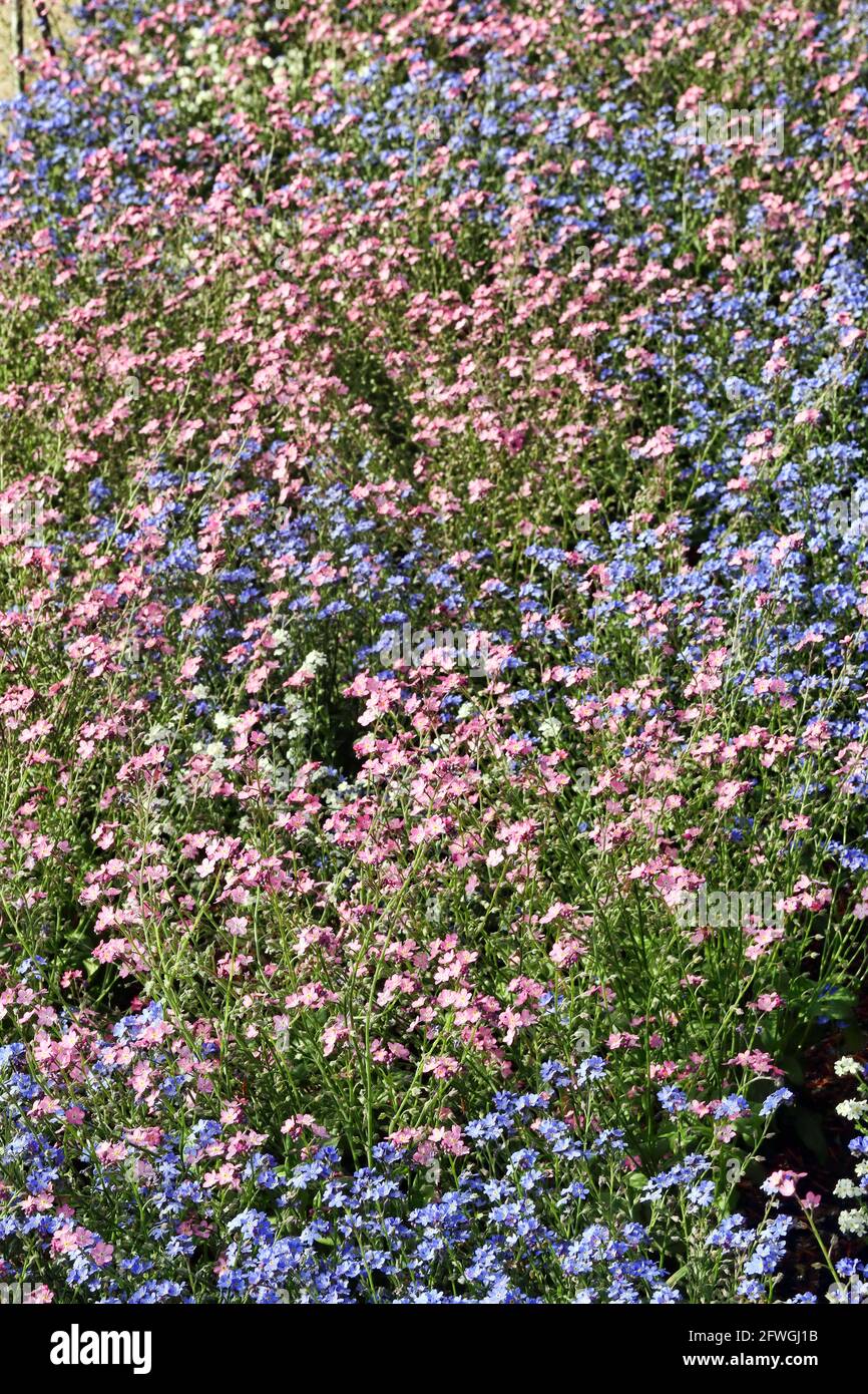 Plants pattern hi-res stock photography and images - Alamy