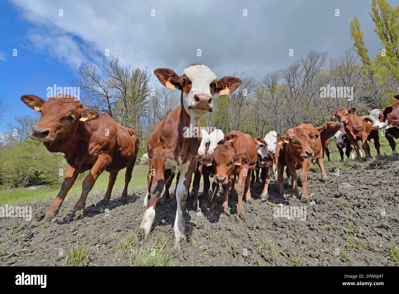Abondance cattle hi-res stock photography and images - Alamy