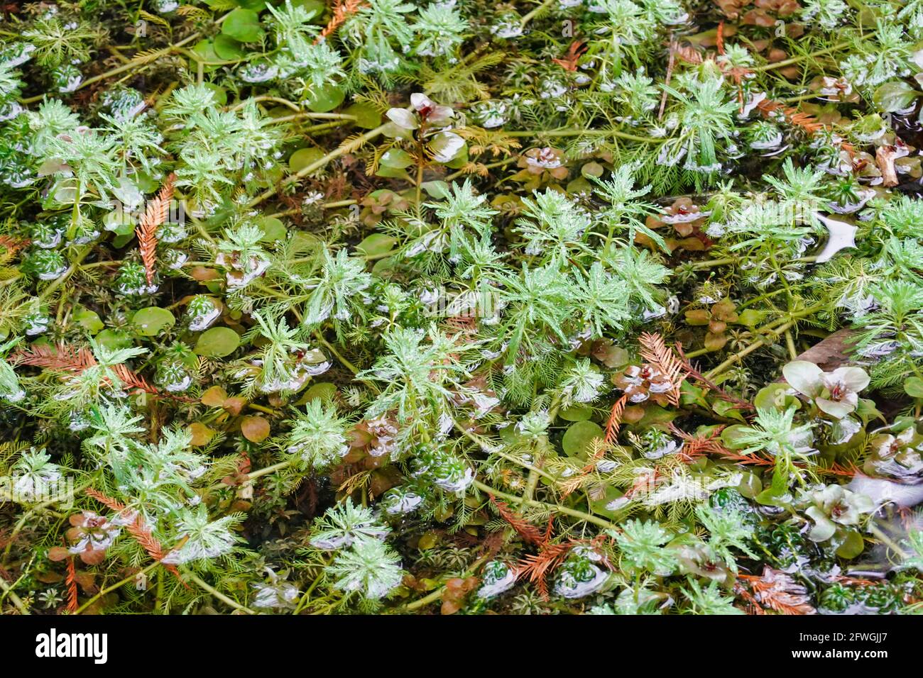 Top view of swamp moss and plants on the water surface - for ...