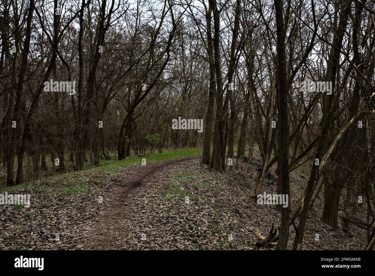 Path in a park with trees arching above it in winter Stock Photo - Alamy