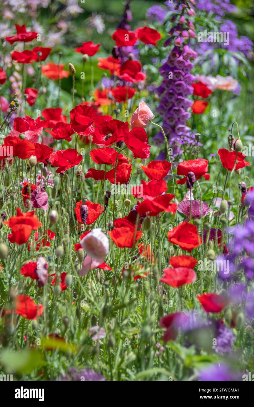 Colorful Spring Flowers Stock Photo - Alamy