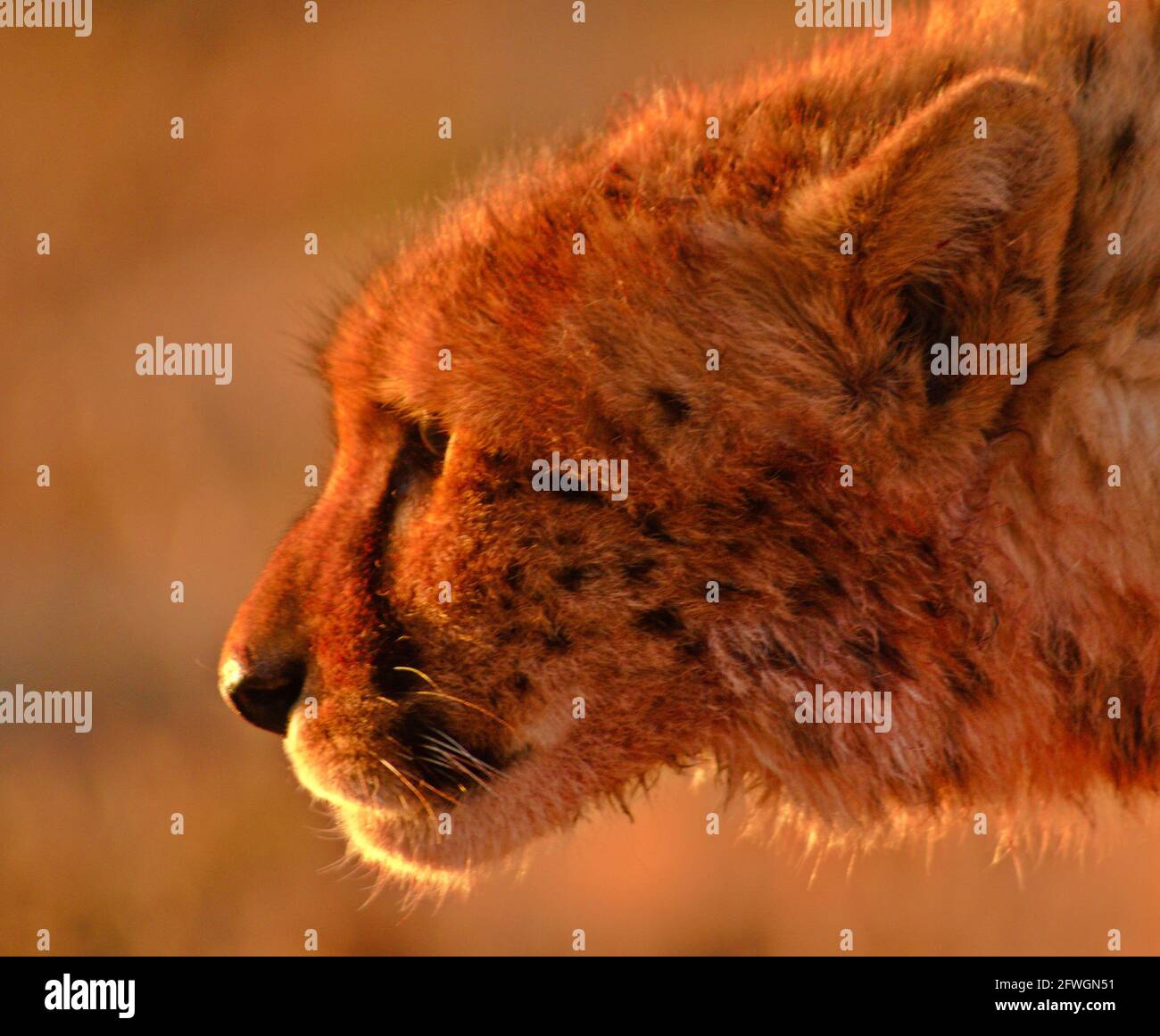 Cheetah profile hi-res stock photography and images - Alamy