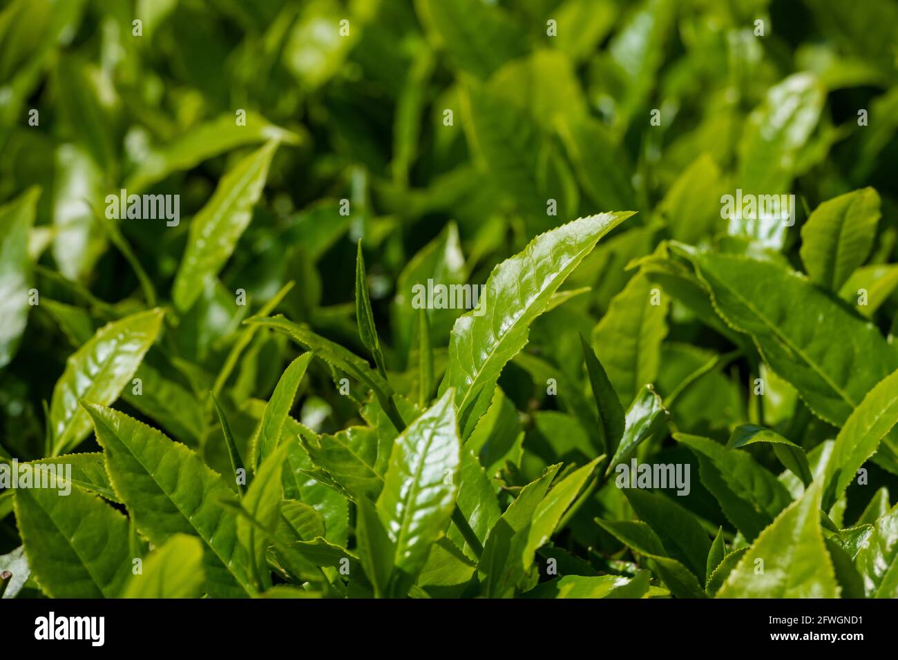 James finlay tea kericho hi-res stock photography and images - Alamy