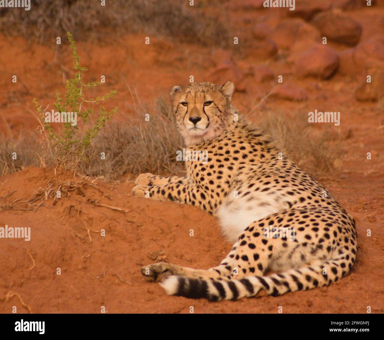 Full of spirits hi-res stock photography and images - Alamy