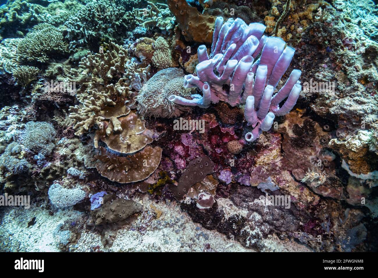 Very close photo of many blue tube sponges at the side of densely ...