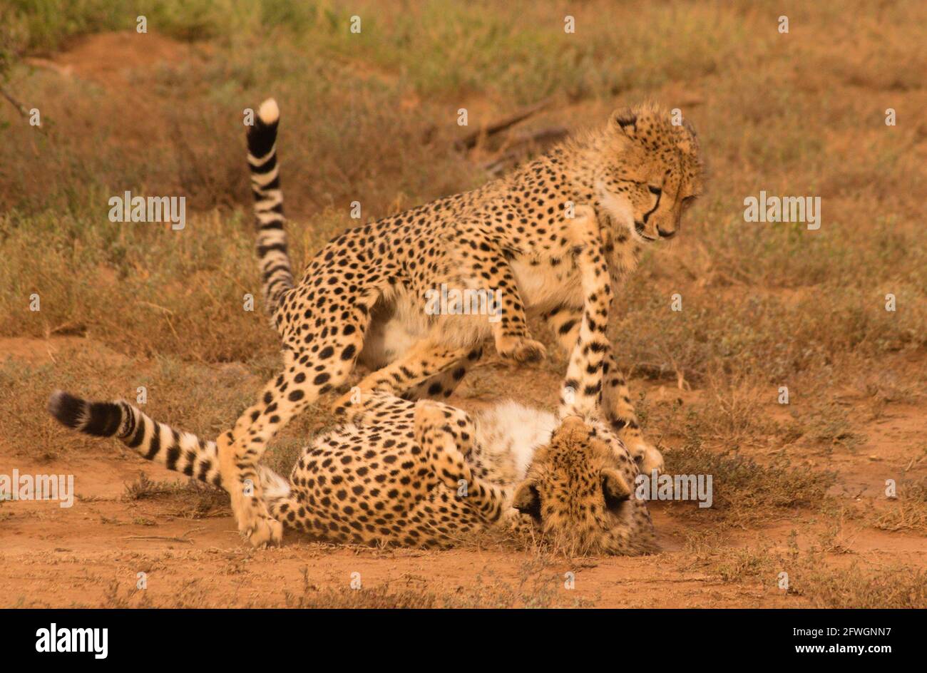 Young cheetahs playing Stock Photo - Alamy