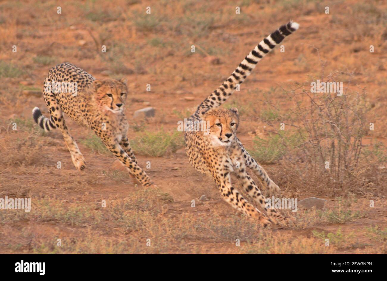 The cheetah chase Stock Photo - Alamy