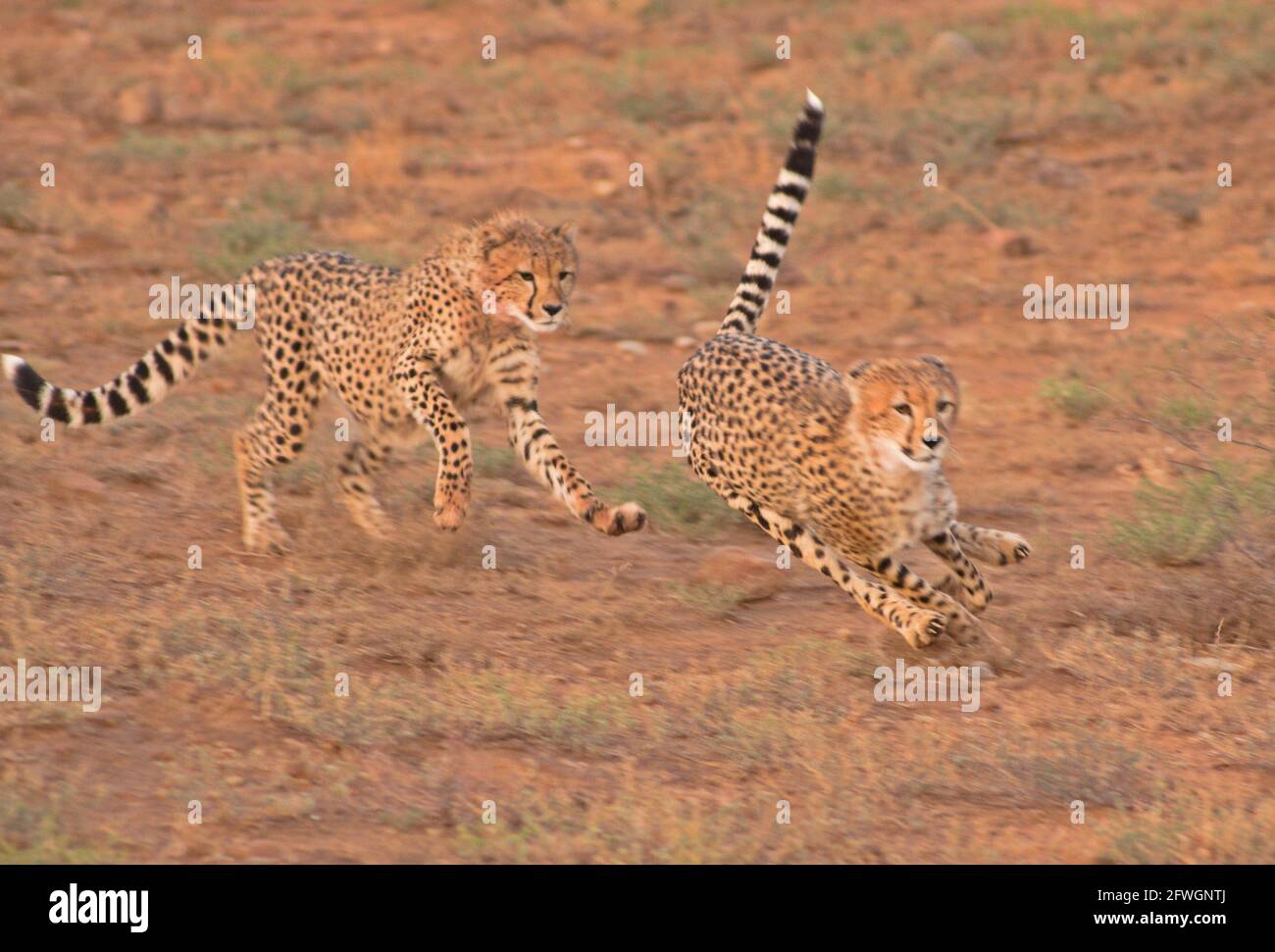 Chasing big game hi-res stock photography and images - Alamy