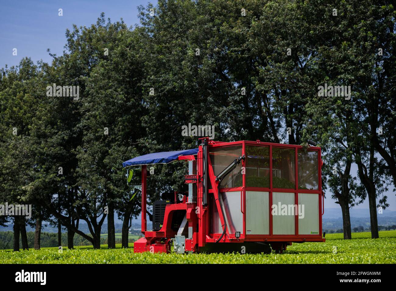 Kericho County Tea Farm Estate Plantation Machine Plucking The Leaves ...