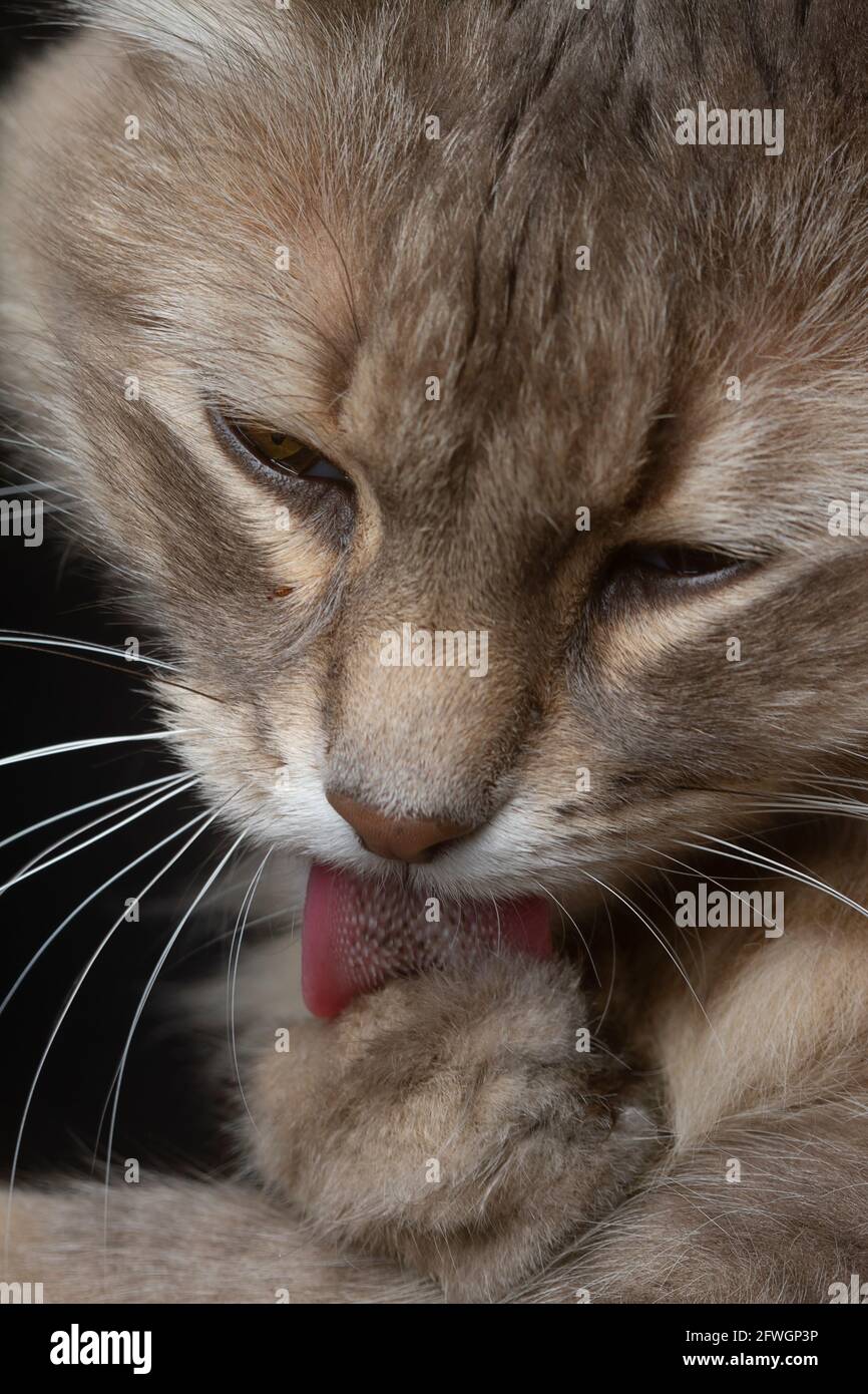 Grey cat washing himself Stock Photo - Alamy