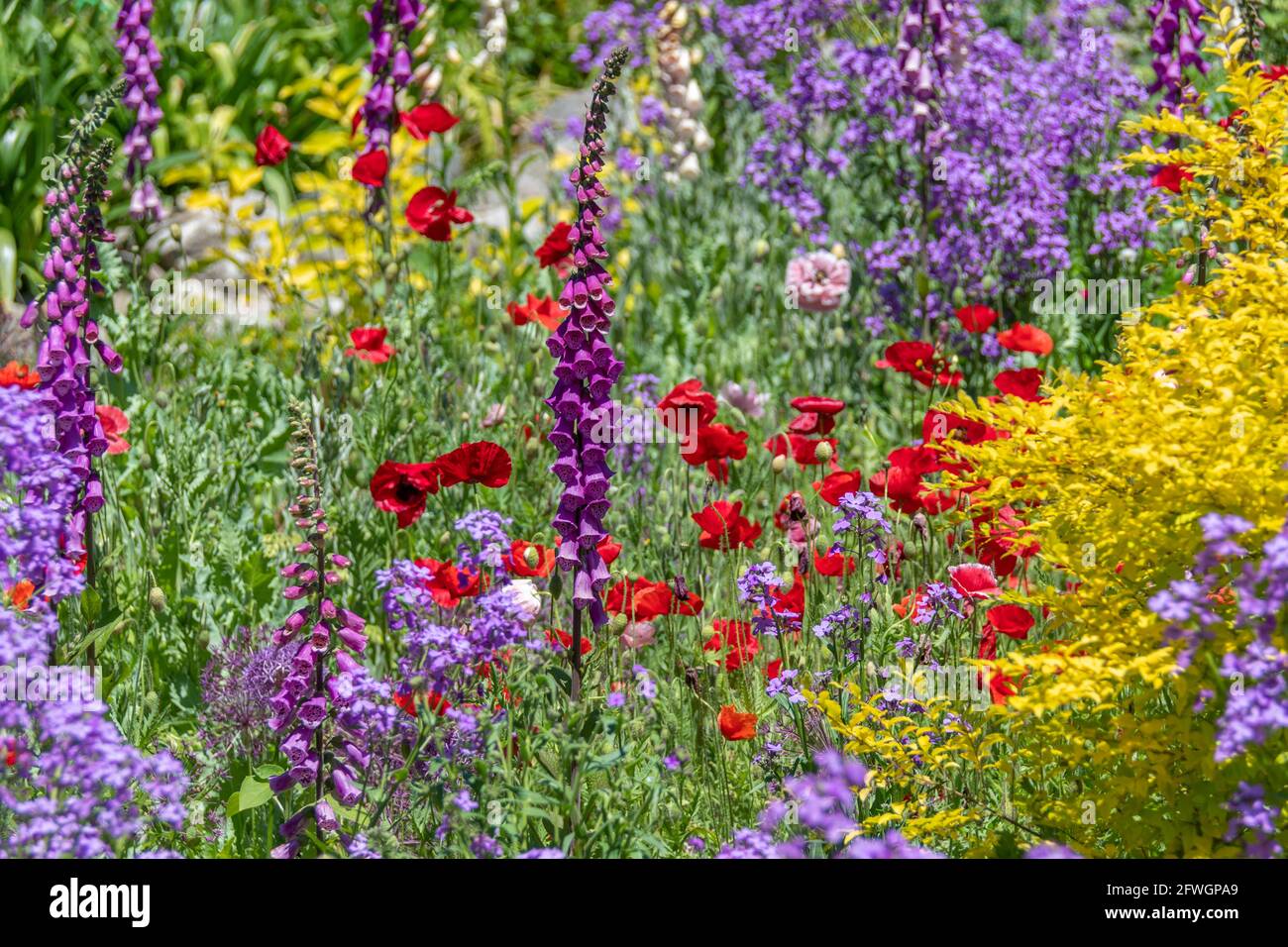 Colorful Spring Flowers Stock Photo - Alamy