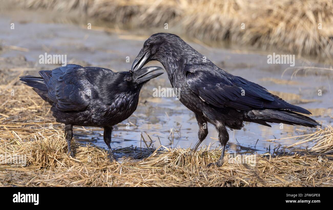 Raven alaska hi-res stock photography and images - Alamy