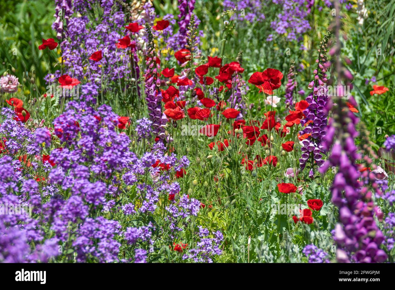 Colorful Spring Flowers Stock Photo - Alamy