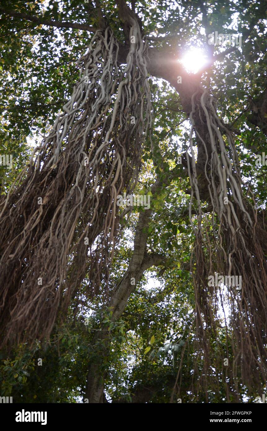 Old historic ancient hi-res stock photography and images - Alamy