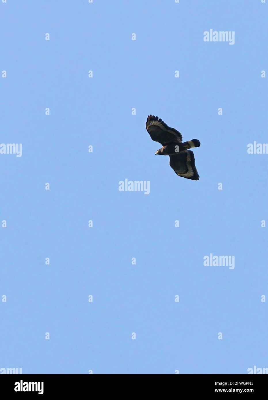 Kinabalu Serpent-eagle (Spilornis kinabaluensis) adult in flight ...